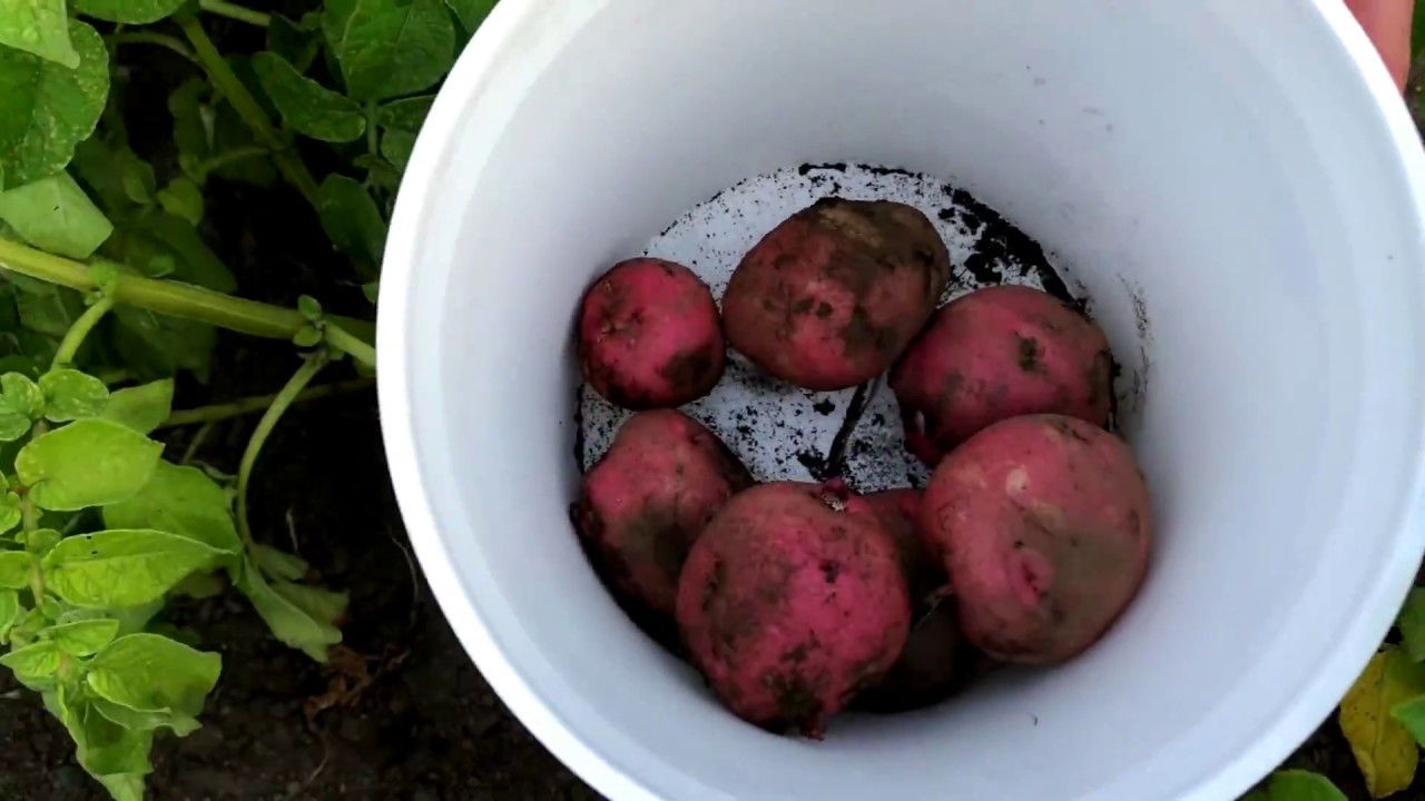 Young Red Potatoes (How and When to Start Digging) - YouTube