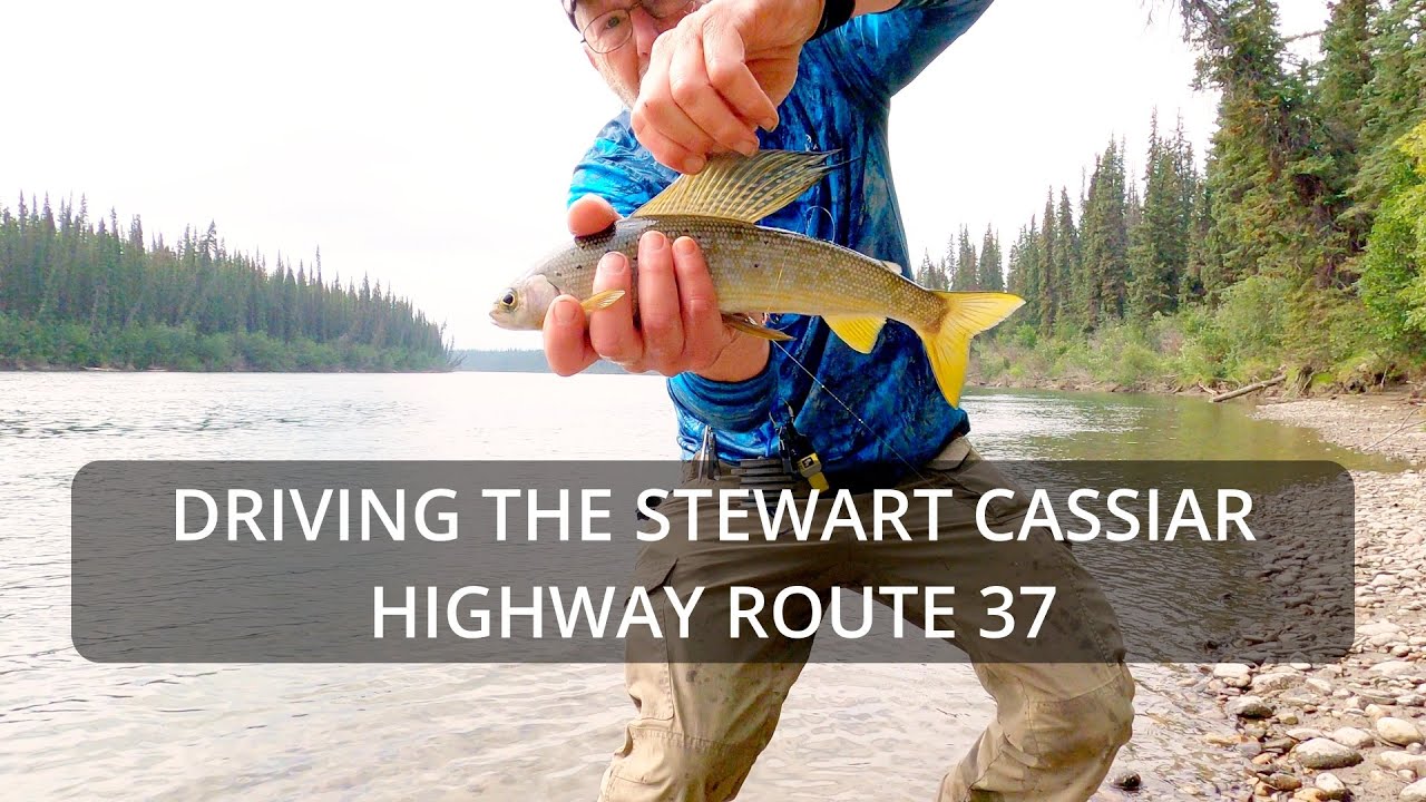 Driving the Stewart Cassiar Highway route 37 and catching Grayling ...