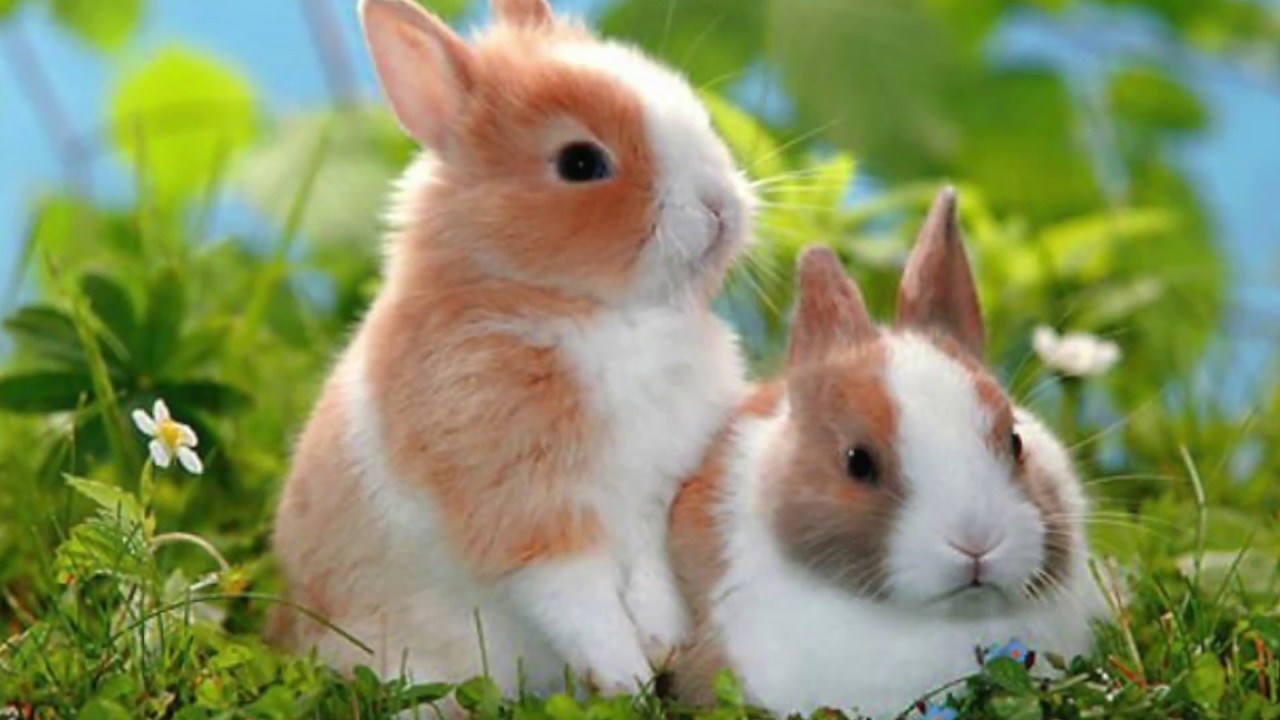 UN PETIT LAPIN SUR LE CHEMIN - Mis en musique et interprété par ...