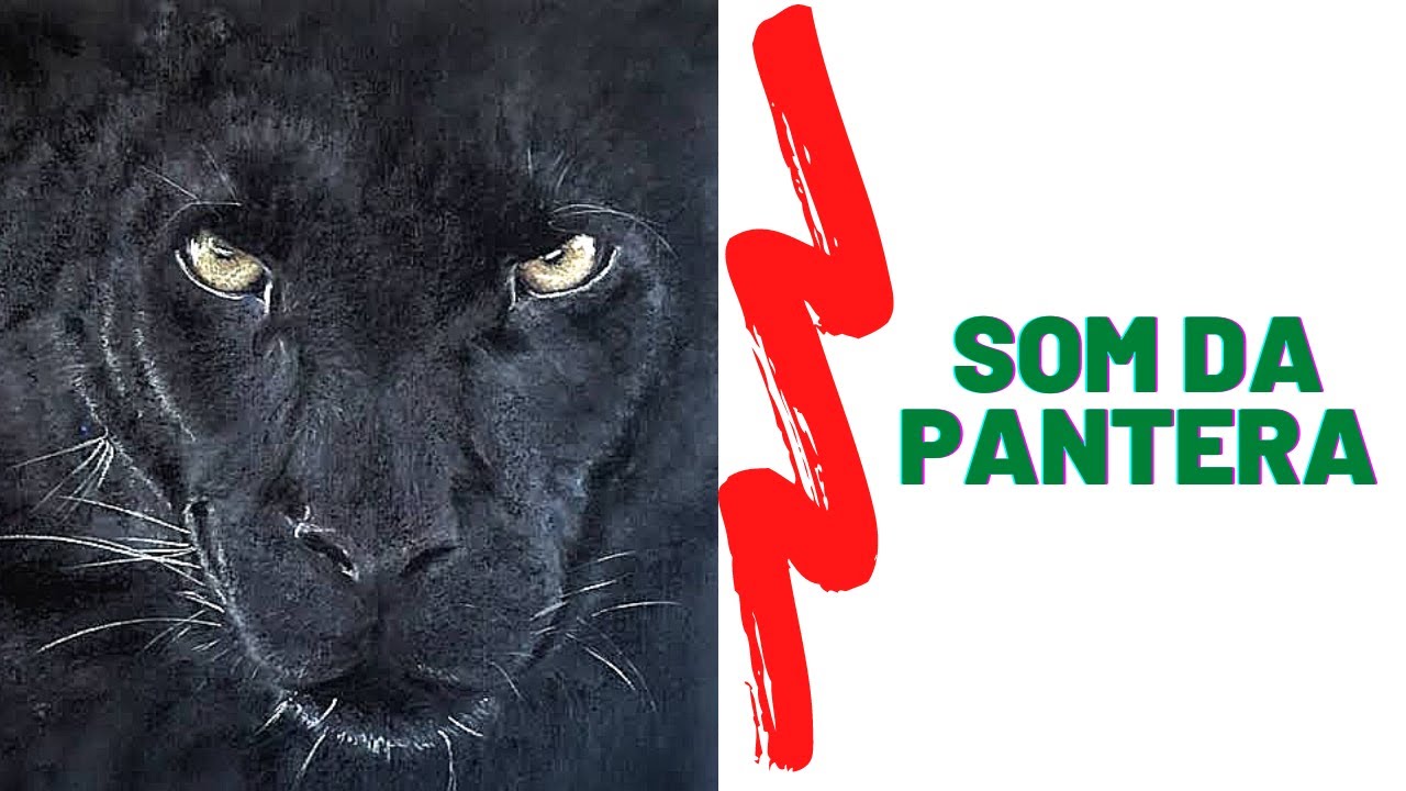 Som da Pantera Negra - black Panther Sound Effects - Som dos Animais e ...