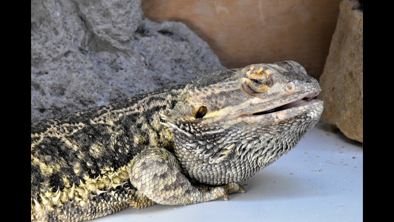 A Very Old Bearded Dragon Layed To Rest Youtube