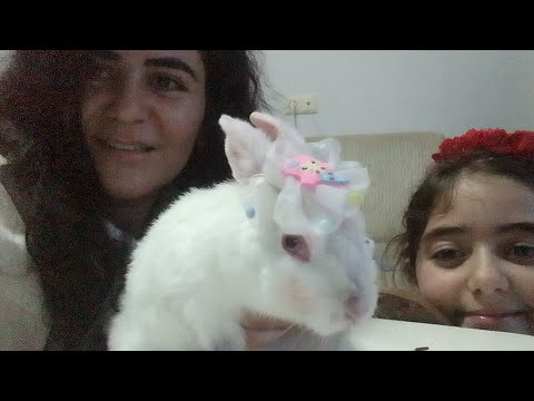 masalguzeli tavşanı süsledik besledik