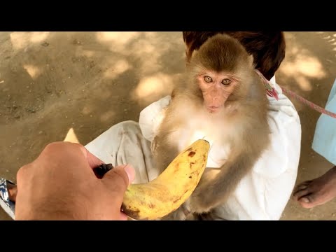 Cute and Funny Monkey Eating Bananas || Naughty Monkey playing with Boy ...