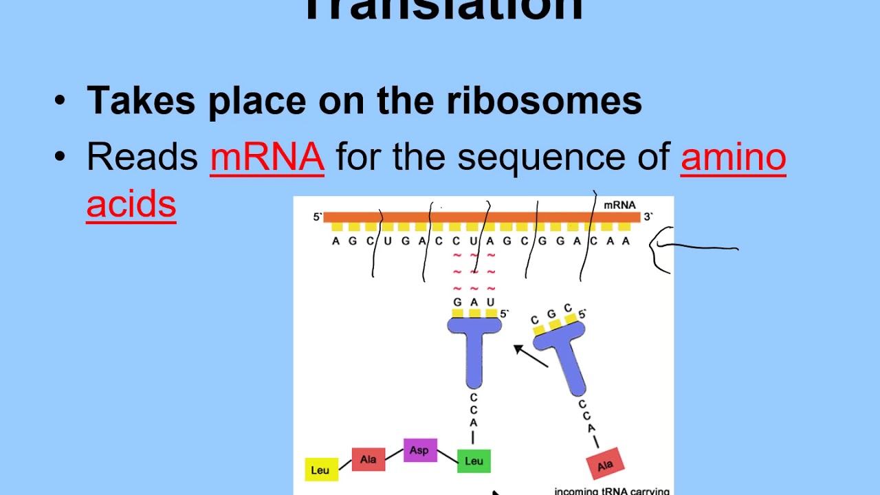 Translation (high school biology) - YouTube