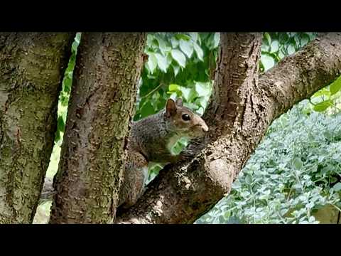 🐿️🌳Squirrel In A Tree | Sibley Park | Minnesota; USA