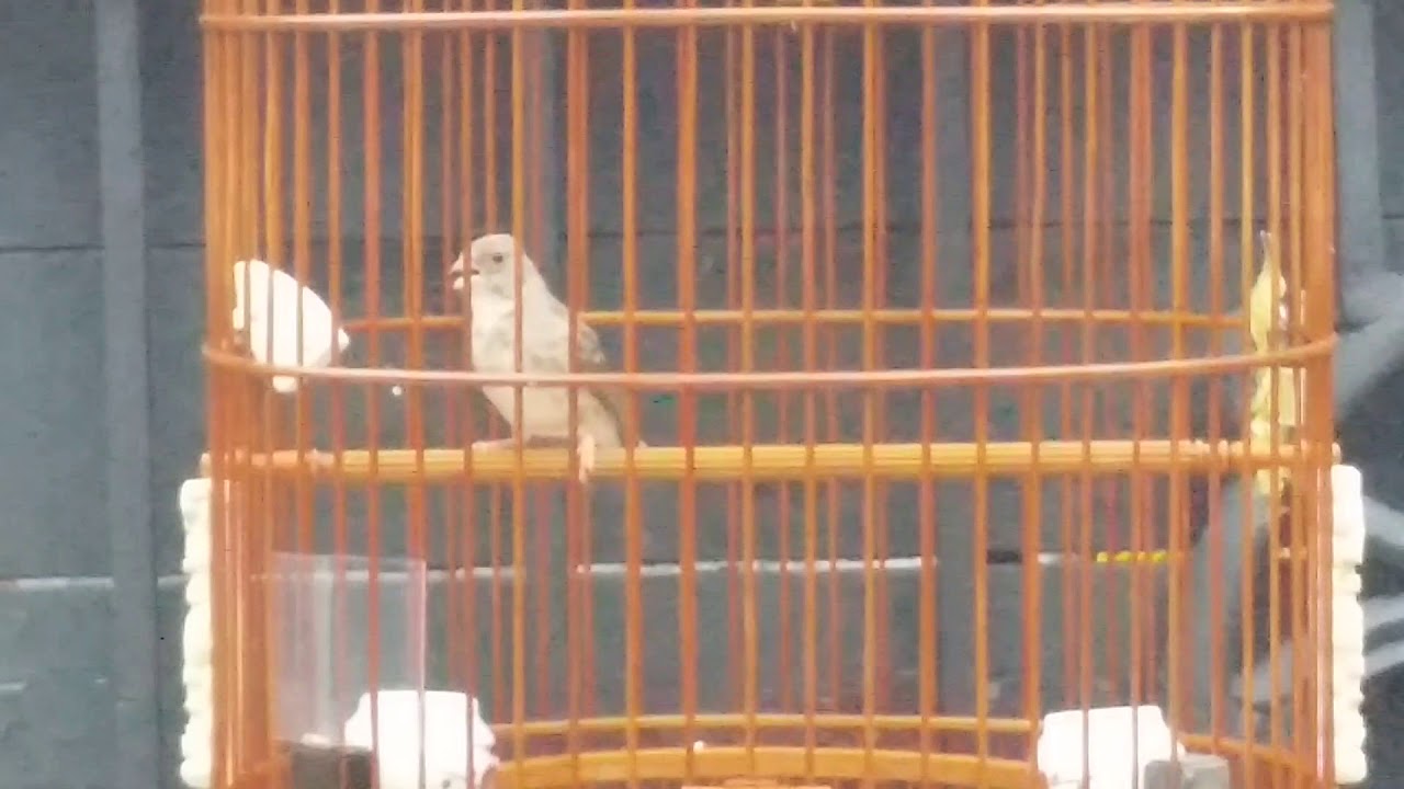 My Grey Finch singing loud voice & nice melody ~ 灰燕高歌欢唱~~☆°• ☆ - YouTube