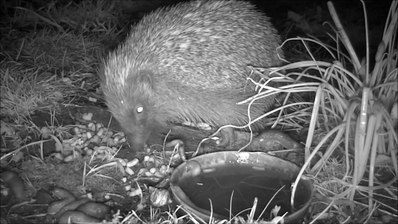 #hogblog 101 30 3 2017 hedgehog cam - YouTube