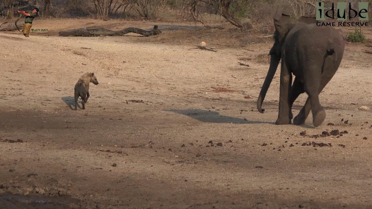 Hyena Eating Elephant