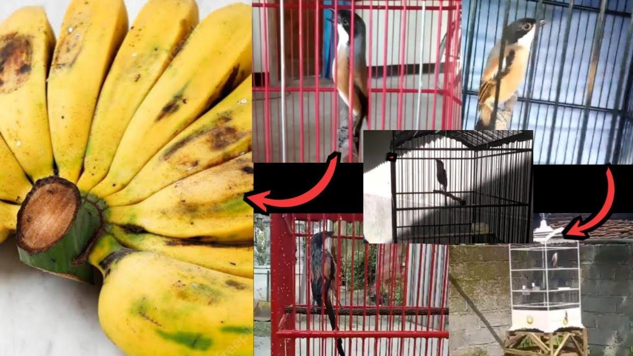 5 MANFAAT BUAH "PISANG KEPOK" UNTUK CENDET AGAR GACOR‼️ - YouTube