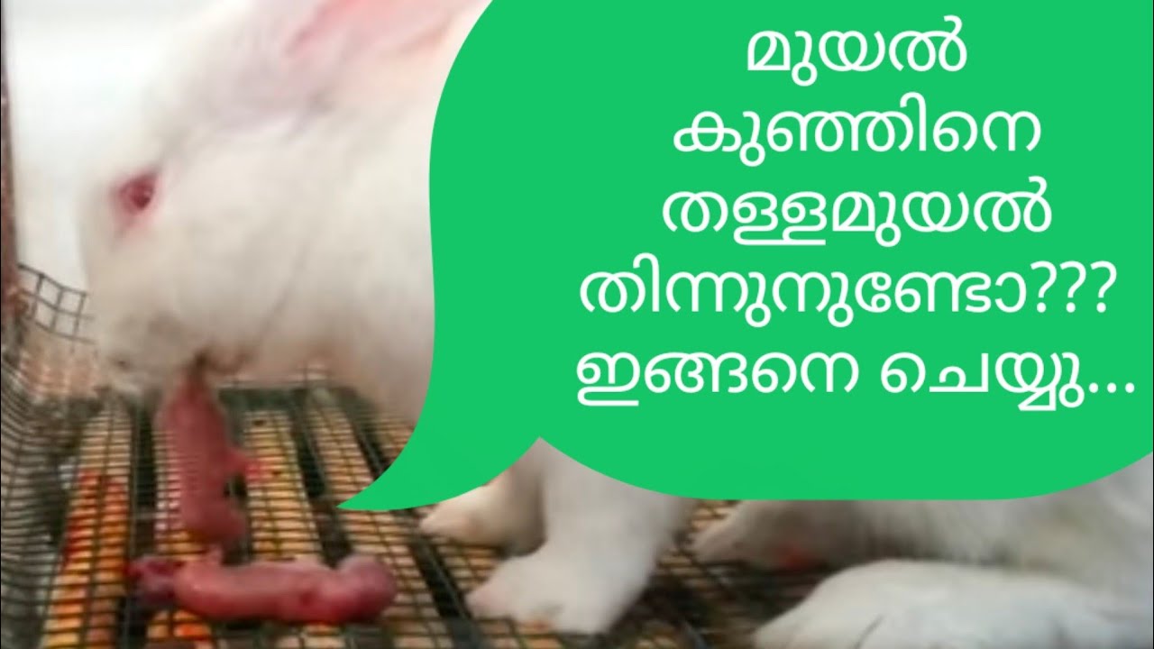why rabbit eating own babies malayalam | Rabbit Cannibalism | Medicine ...