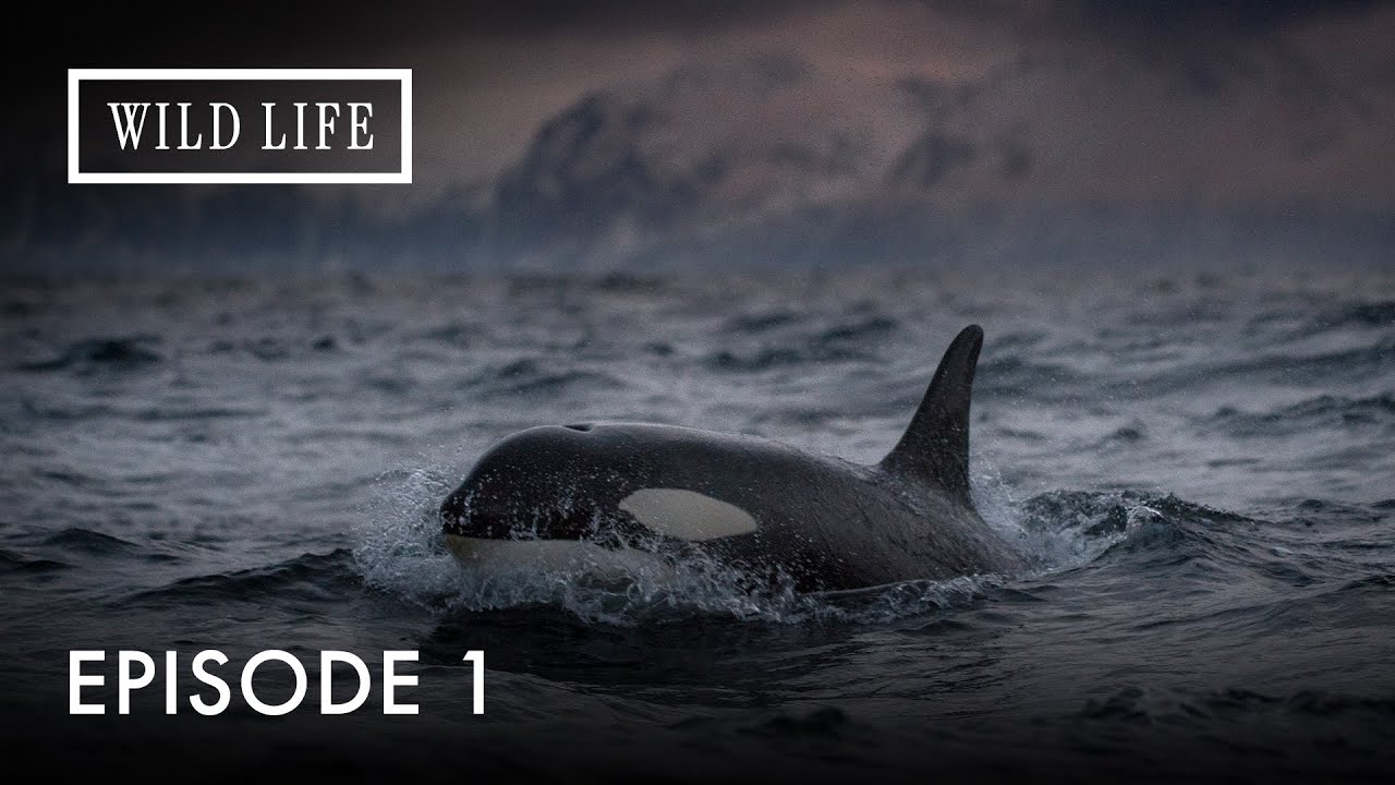 Orca Rescue Mission: Saving a Stranded Giant in Distress | Ocean ...