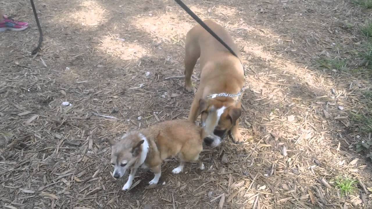 Drogo learning to meet dogs - YouTube