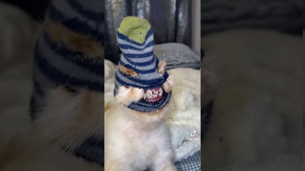 Ski mask the slump dog - YouTube