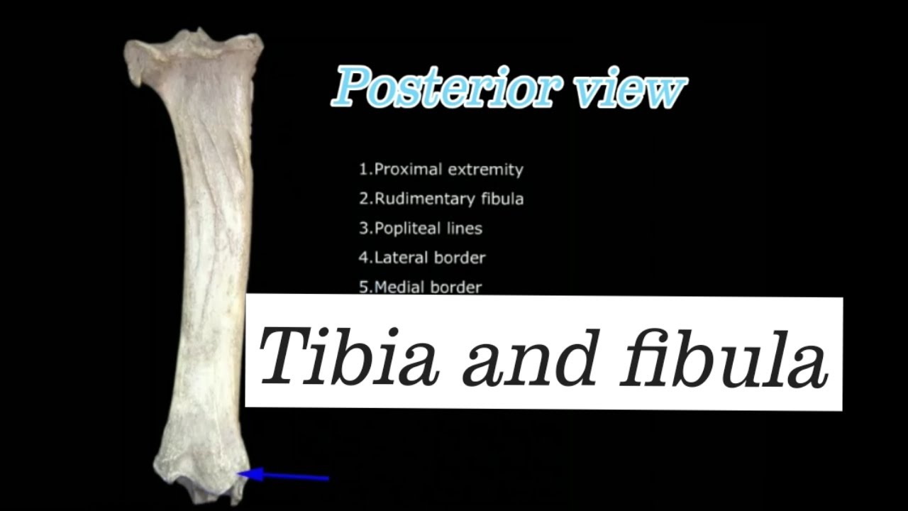 Tibia and fibula of ox (hind limb of ox) - YouTube