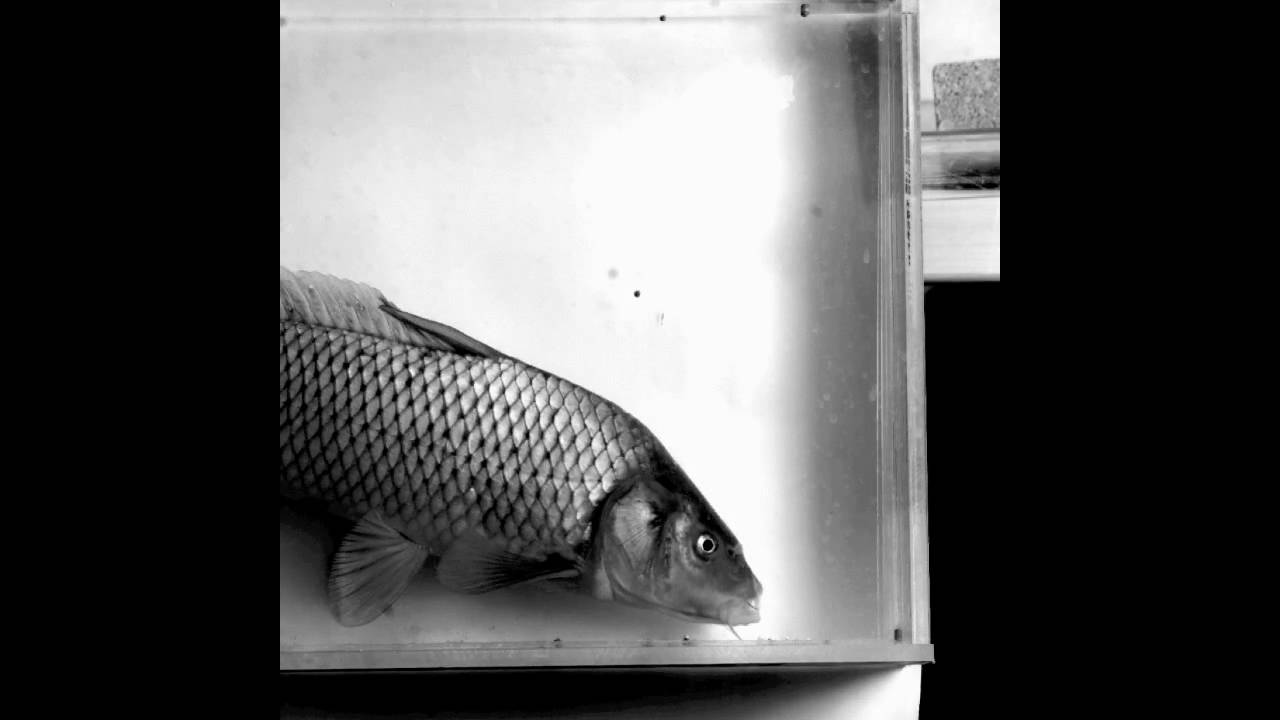 XROMM: Fish Feeding: Light video of jaw protrusion in common carp - YouTube