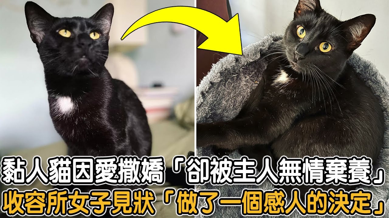 黏人貓因愛撒嬌「卻被主人無情棄養」收容所女子見狀「做了一個感人的決定」貓咪故事 黑貓 Youtube