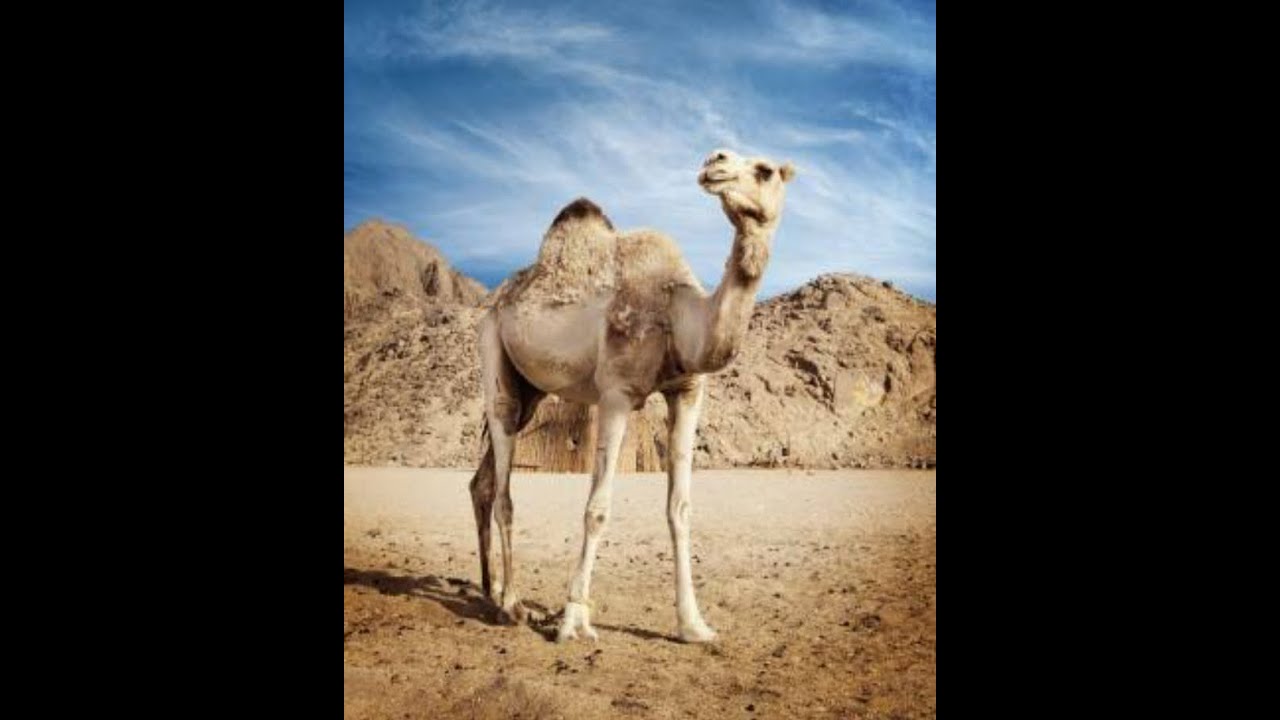 Camel Management During Rutt Period - YouTube