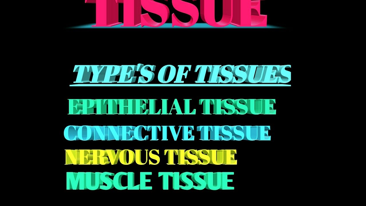 FOUR DIFFERENTS TYPES OF TISSUE | ANIMATION | HD - YouTube