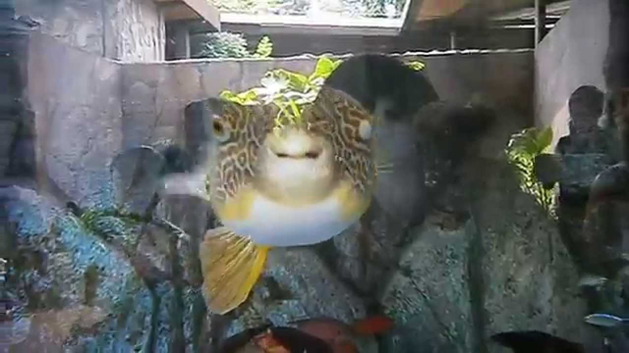 Cute adult puffer fish in Singapore River Safari - YouTube
