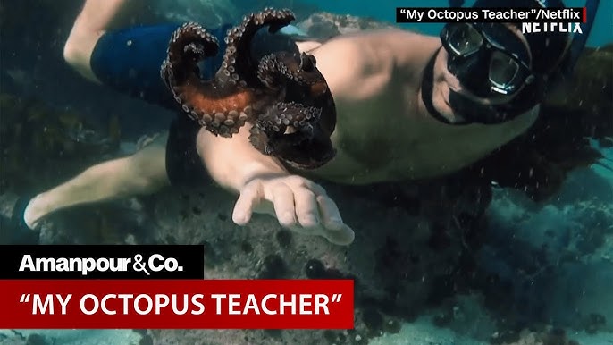 My Octopus