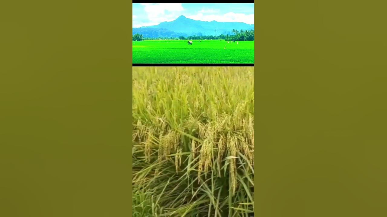 Tampilan Menarik dari padi MR 303 dari Mardi@shorts - YouTube