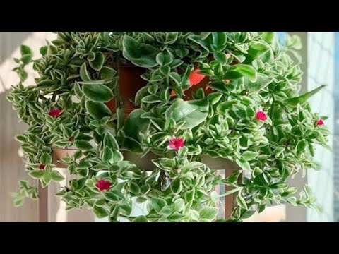 5 BELLAS PLANTAS COLGANTES para SOL directo 🌺🌱/ 🌵¡Te ENAMORARAN desde ...