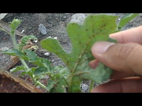 Obat Ampuh Penakluk Hama Daun Semangka #TabulampotSemangka# - YouTube