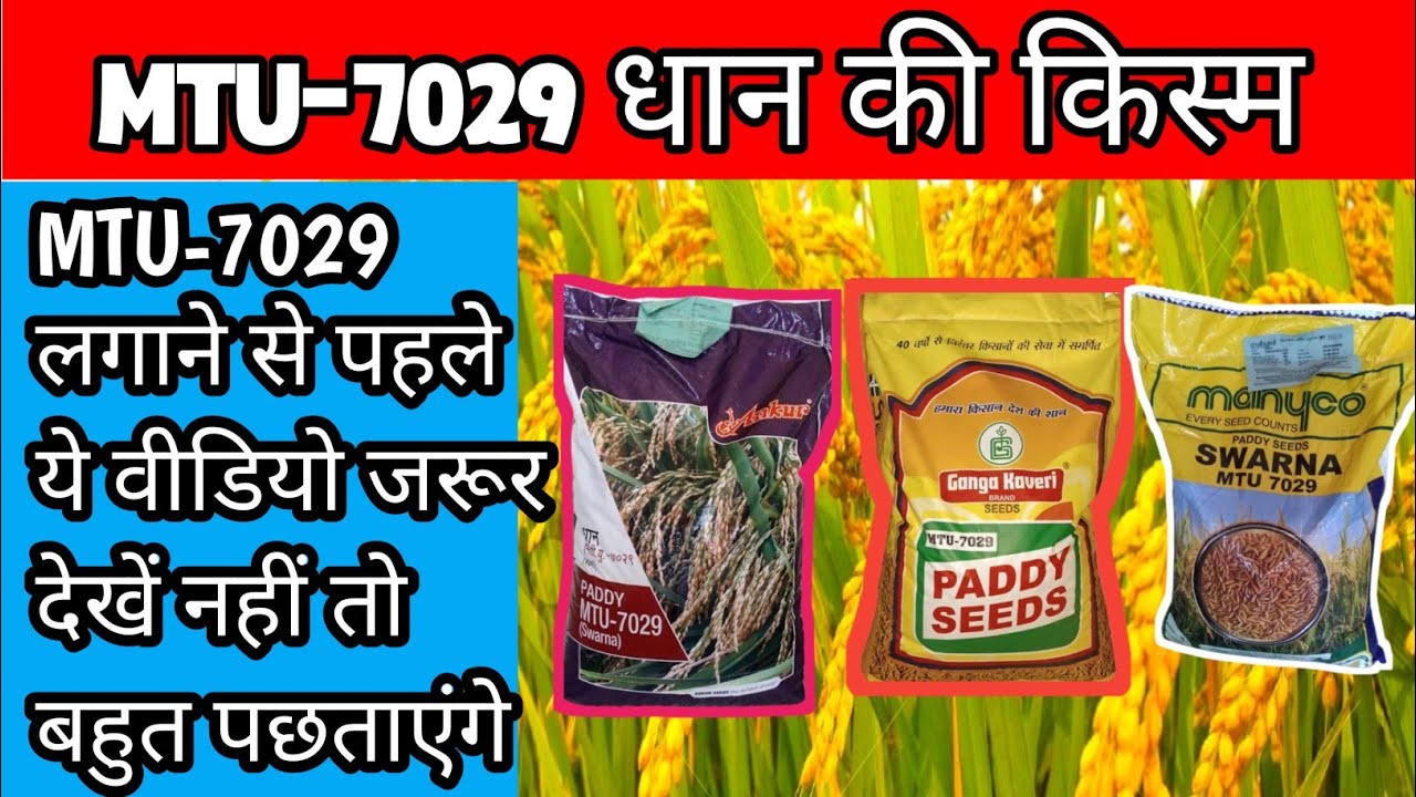 Mtu 7029 Paddy Variety Details| Mtu 7029 Paddy Seeds|Mtu 7029 Dhan|Mtu ...