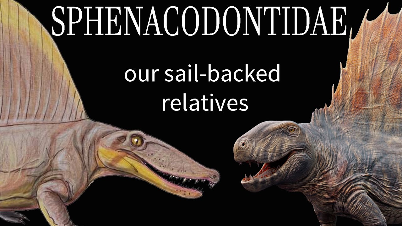 Synapsids #6: Sphenacodontidae (Dimetrodon & Co.) - YouTube