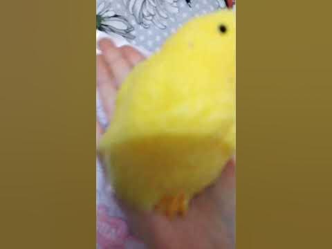 Цыпленок антистресс очень липкий 💀 - YouTube
