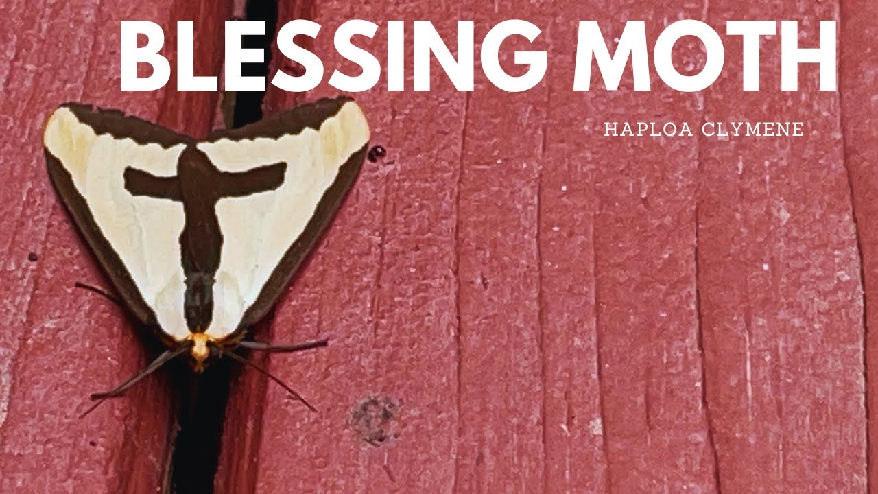 The Blessing Moth: A Magical Moment from Haploa Clymene - YouTube