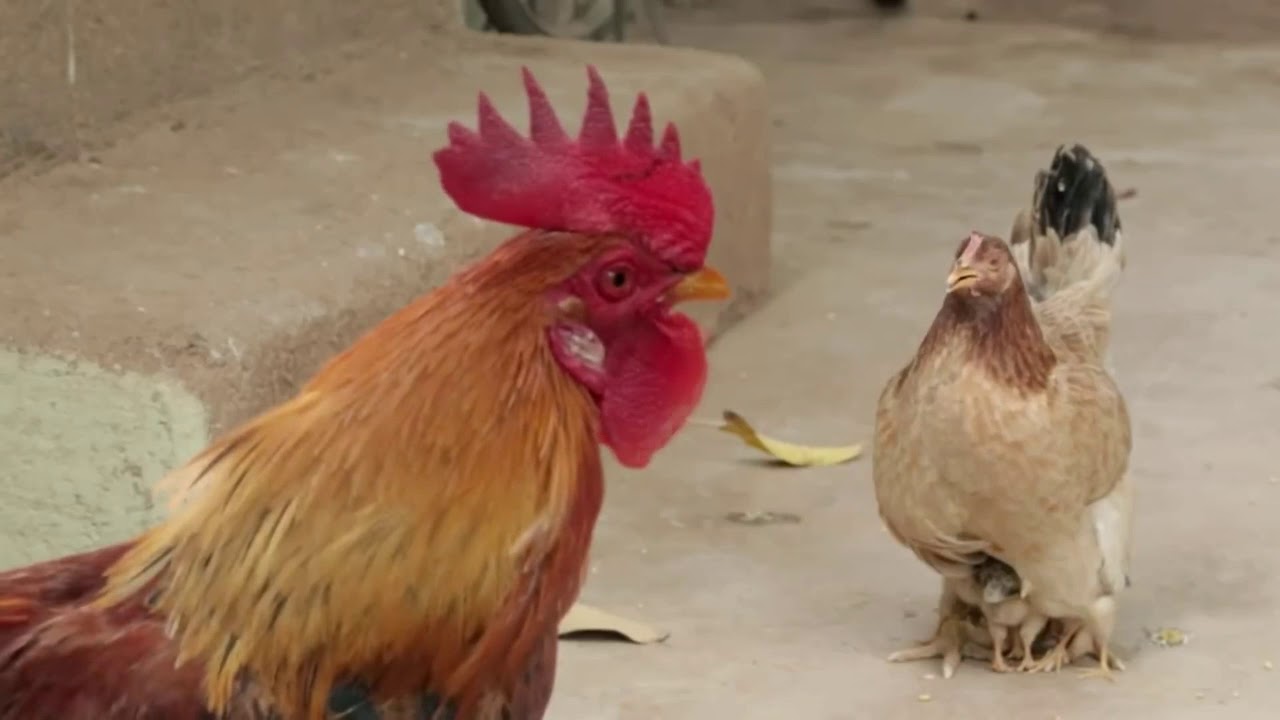 Cheating chicken wife || angry chicken || singing chicken || cubestudio ...