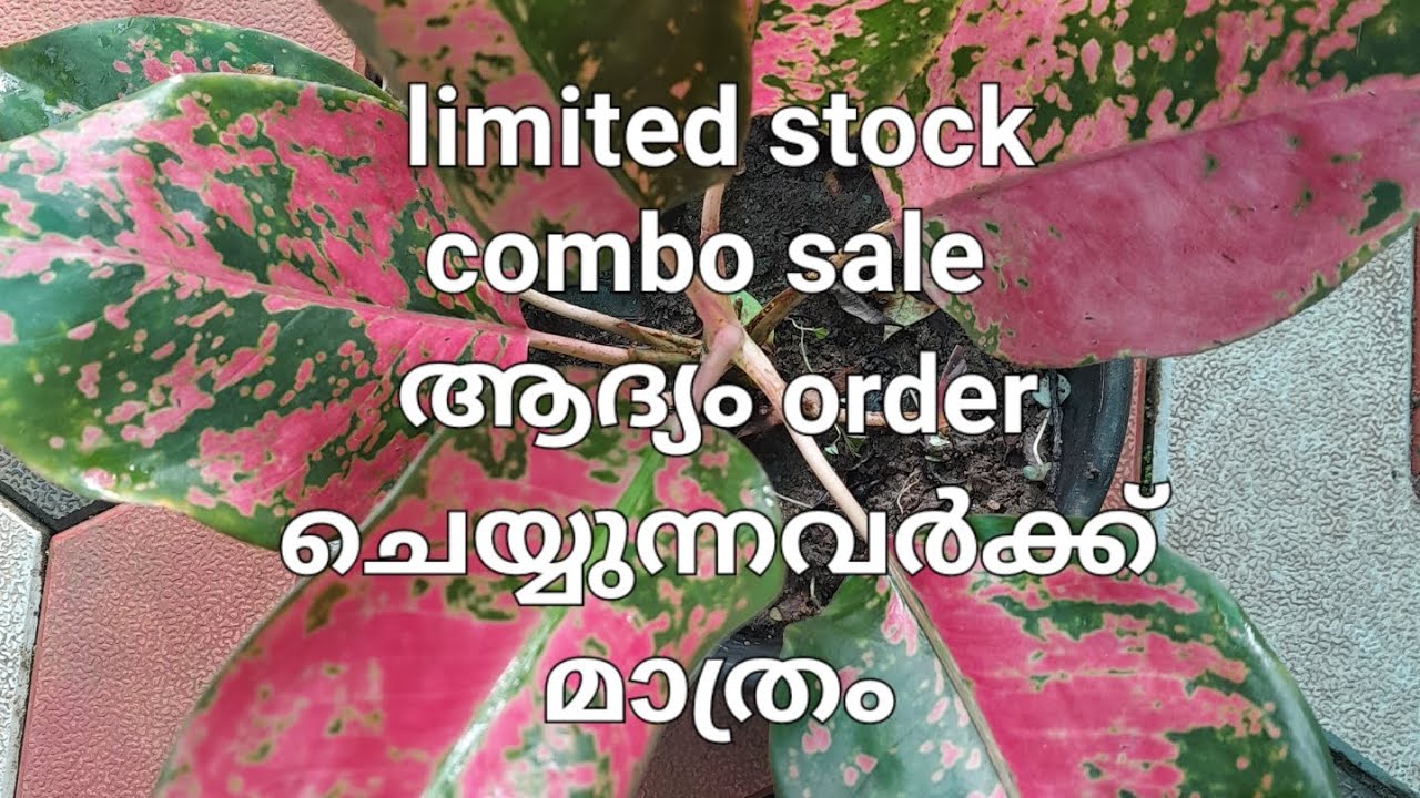 Limitted combo sale/every sunday combo offer - YouTube