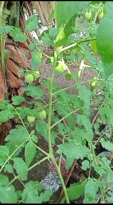 MULAI BERBUAH DI MEDIA POLIBAG‼️TANAMAN TOMAT DEPAN RUMAH#shorts#tanamantomat#shortvideo - YouTube