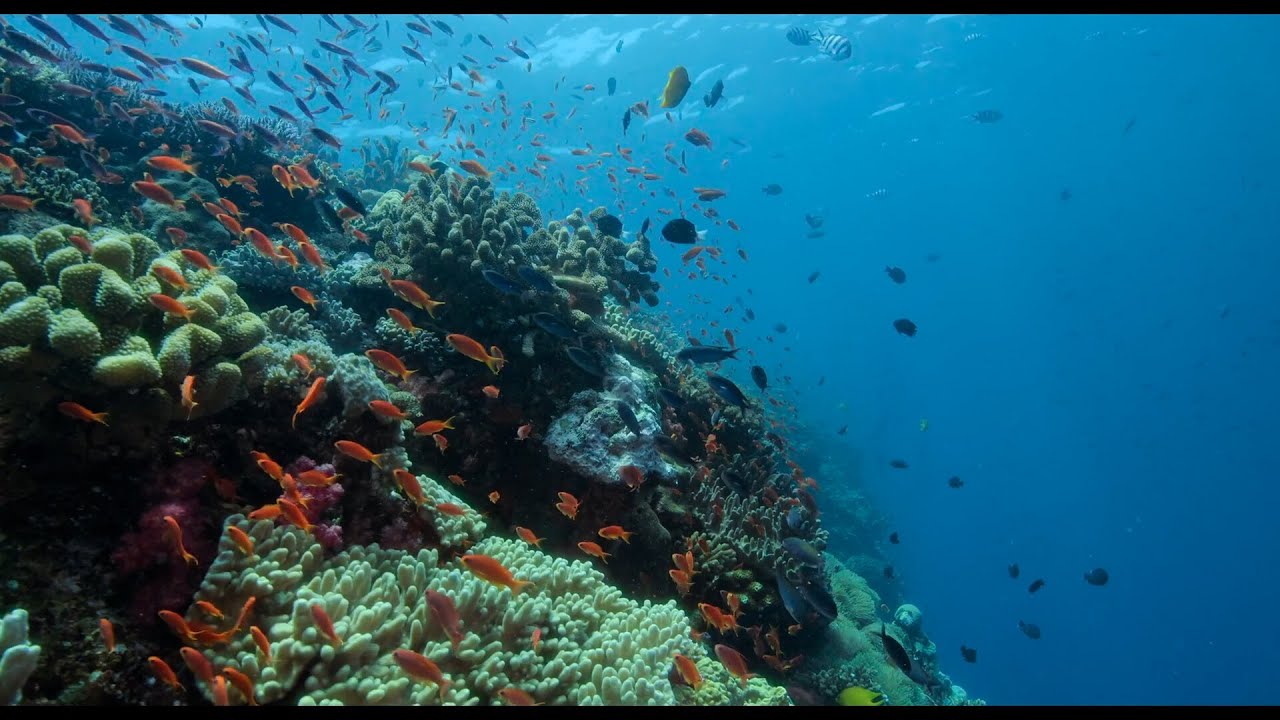 The Coral Sea - YouTube