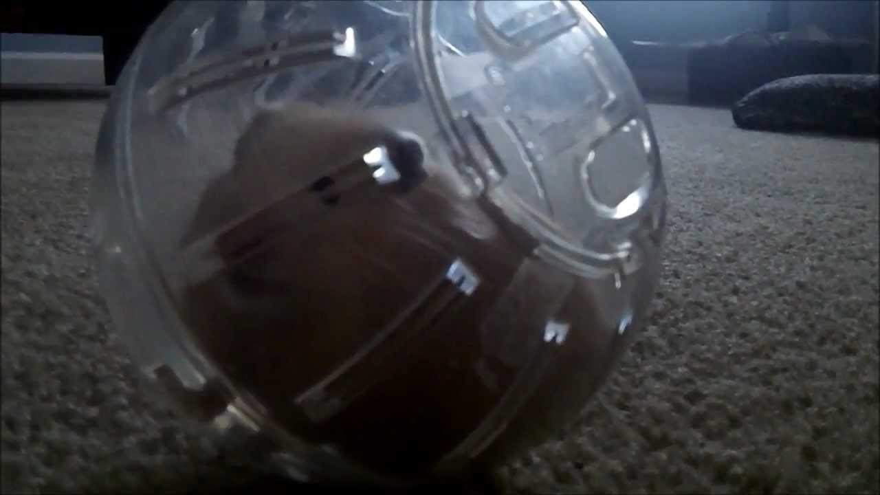 dog vs. hamster.. will they get along - YouTube