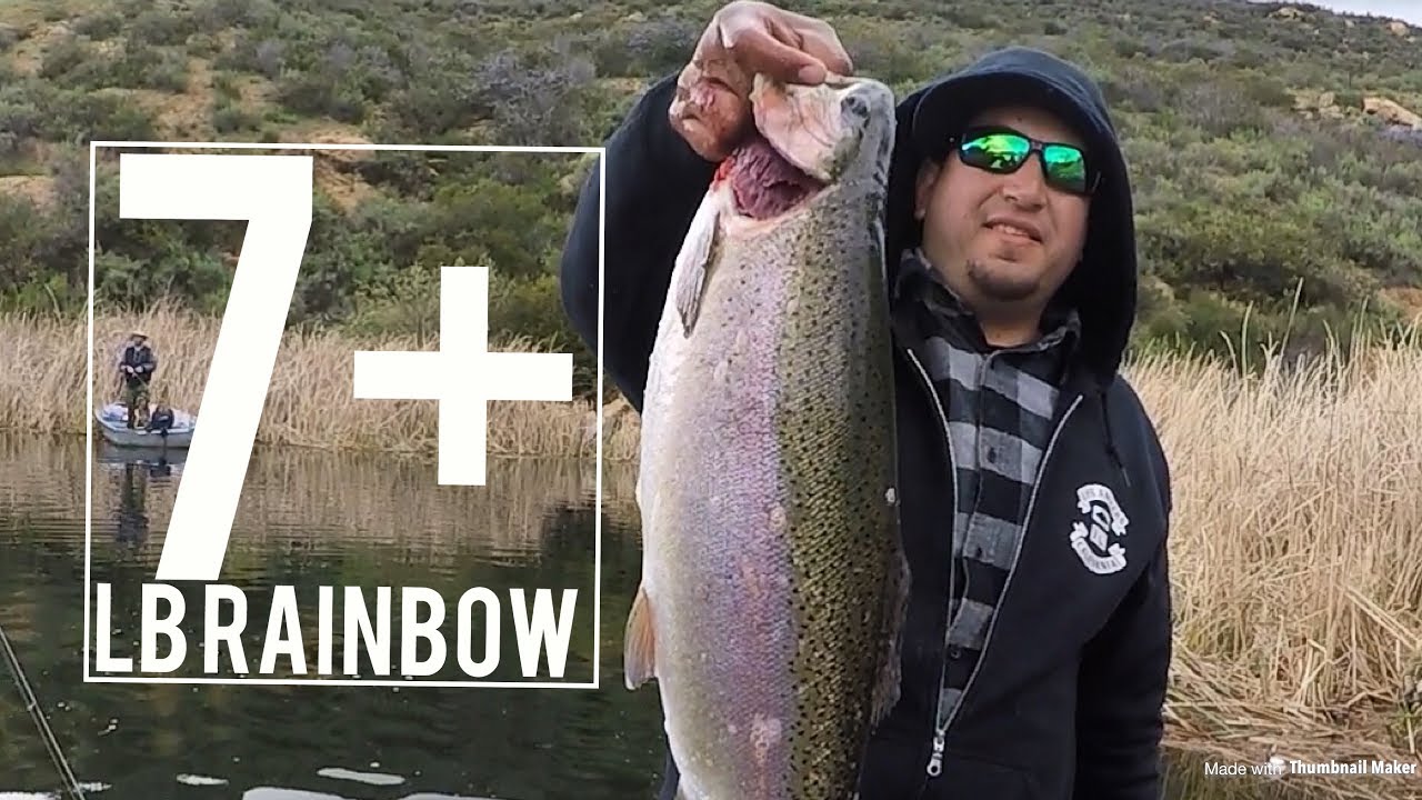 7+ lb trout on mini jig Dixon Lake, Escondido CA - YouTube