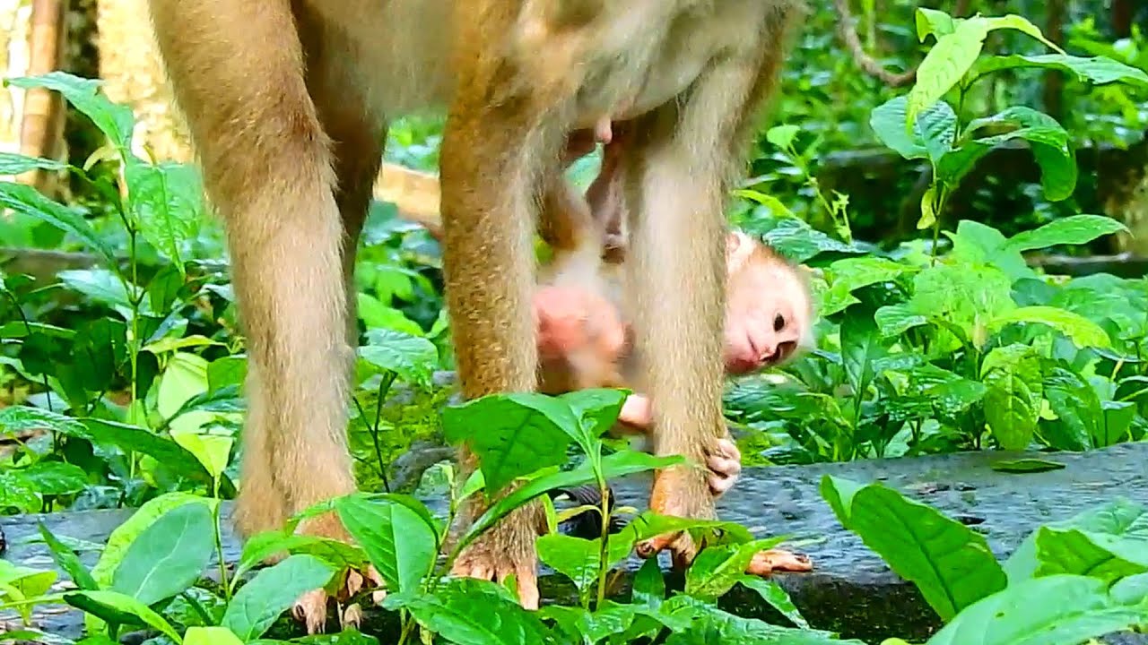 Adorable baby monkey Leo try to hug Libby`s legs when mama Libby walk - YouTube