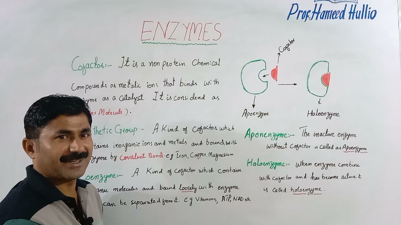 Cofactor / Prosthetic Group / Coenzyme / Apoenzyme / Holoenzyme ...