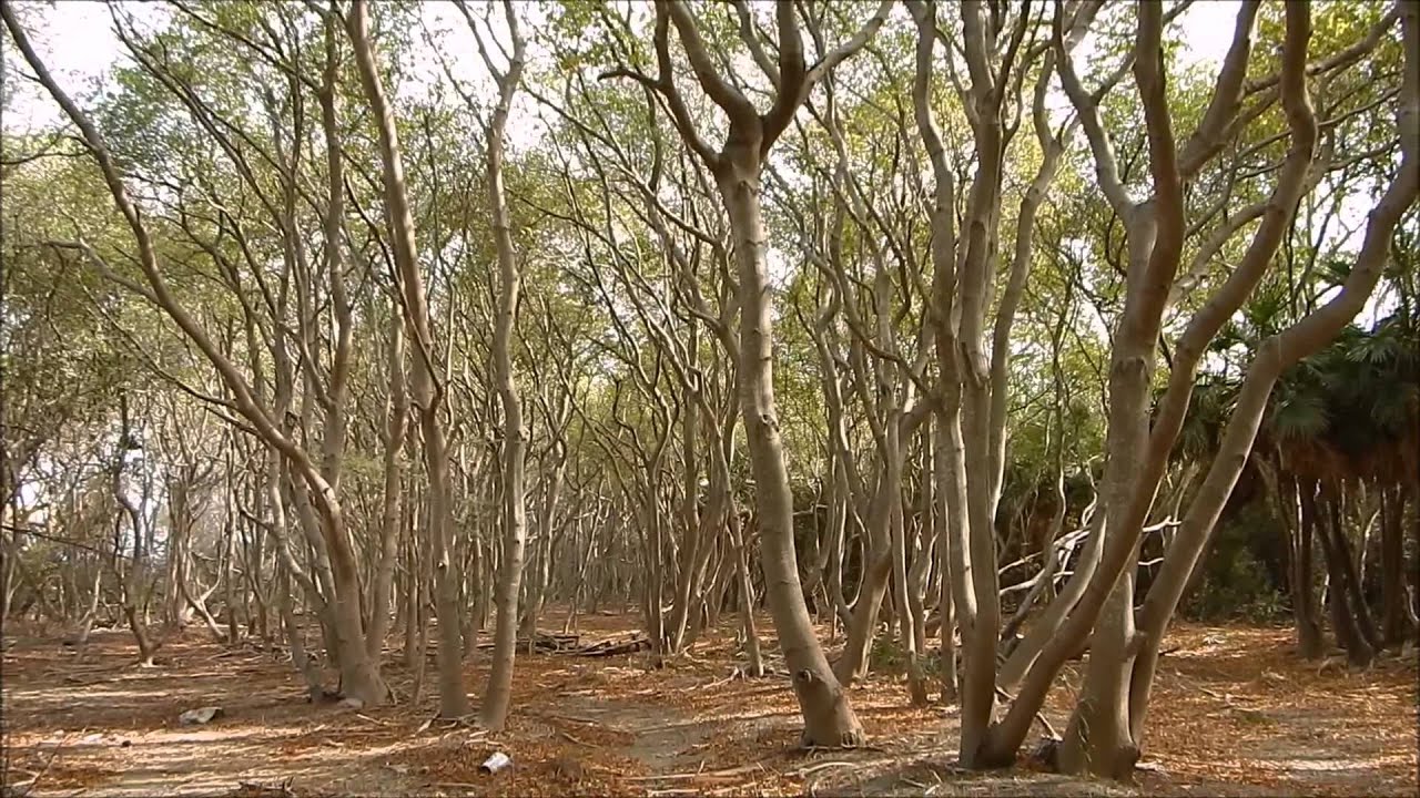 Forest (Mondi) - Curaçao - YouTube
