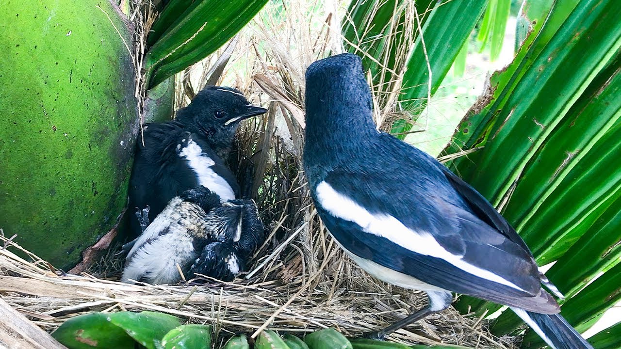Baby Birds Enjoy Sleeping on Back in Nest (7) – Magpie-robin Parents ...