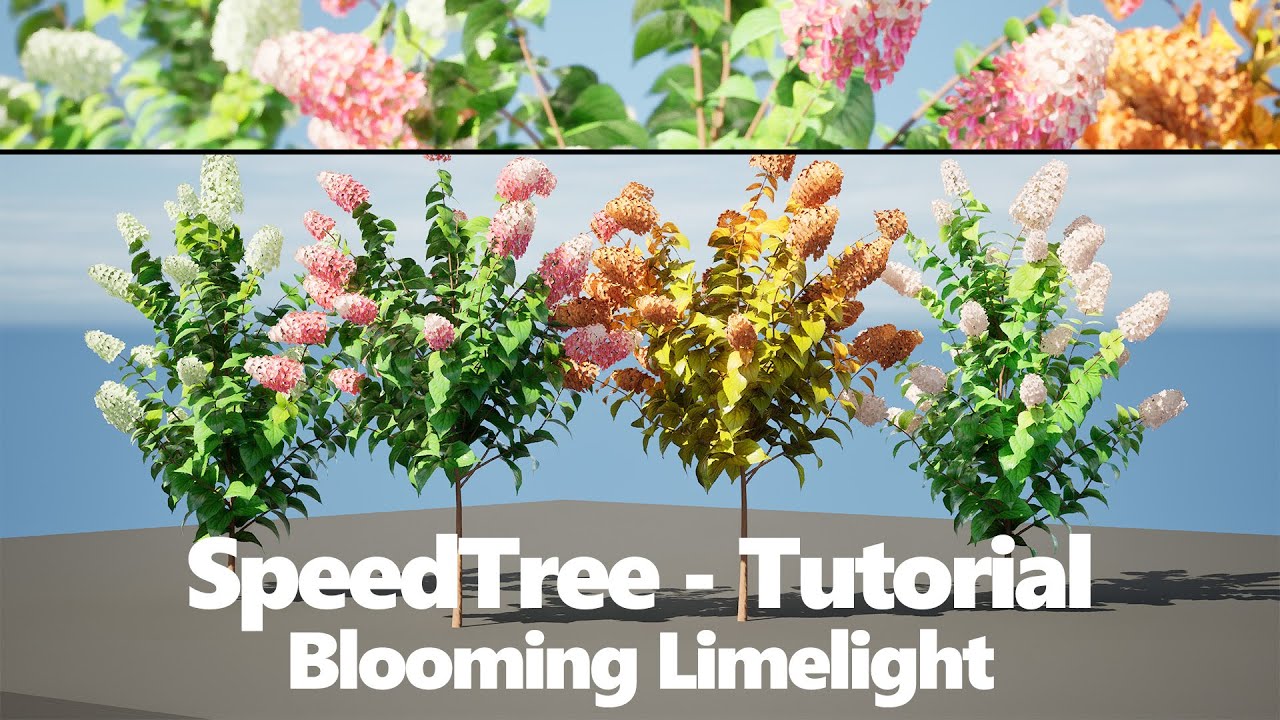 SpeedTree - Tutorial - How to model blooming Limelight Hydrangea in ...