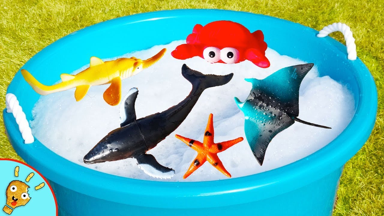 Learn Ocean Animals in a Sudsy Teal Tub with Squishee Nugget - YouTube