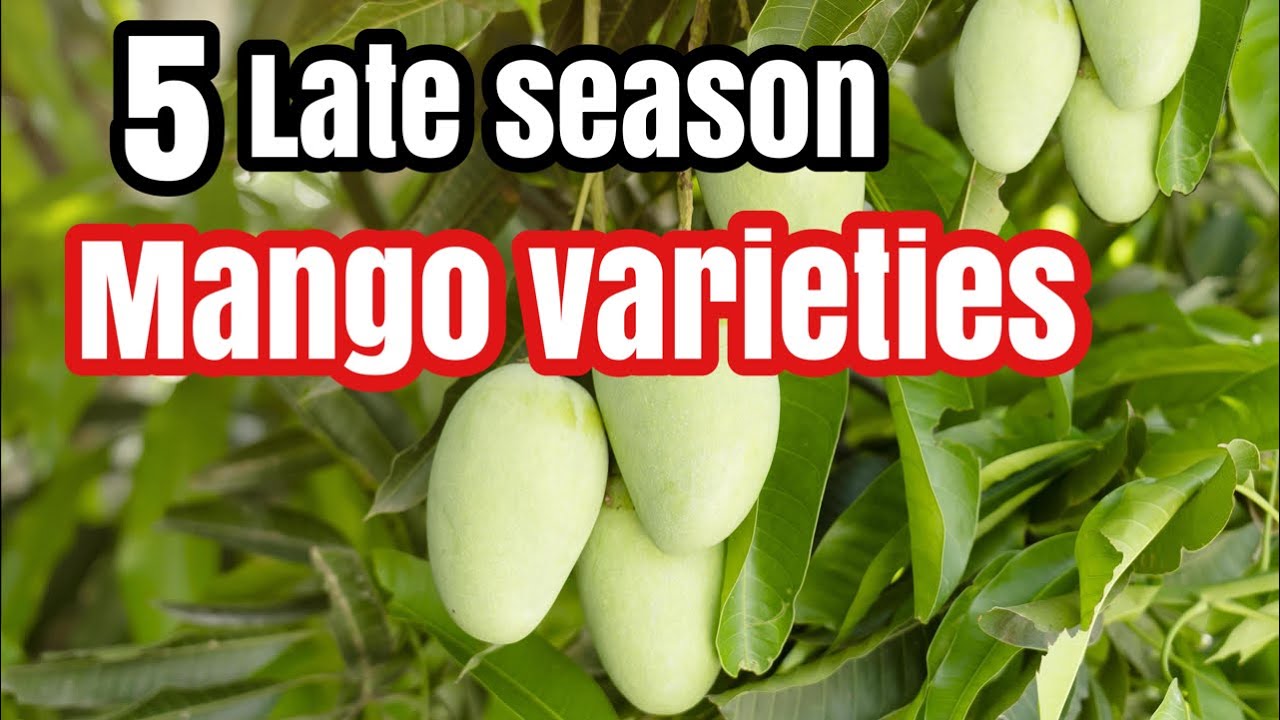 Late season Mango varieties - YouTube