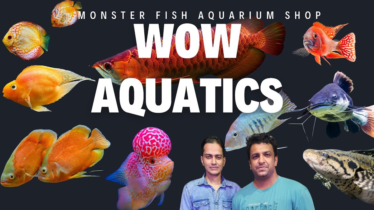 WOW Aquatics | Monster fish Aquarium | peacock Bass | Geophagus ...