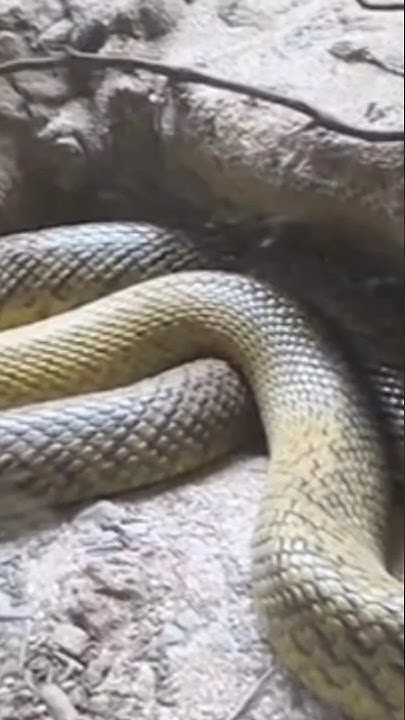 10 most deadliest Snakes in the world watch the full video ...