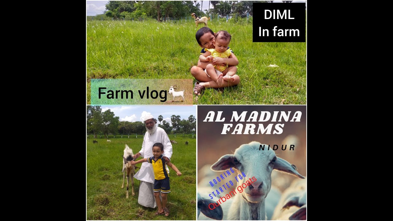 The Farm vlog🐐/Happy vlog in Al Madina farm🏕/Farm vlog in tamil ...