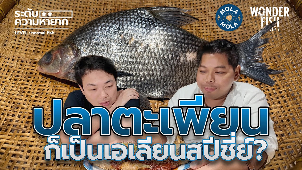 ปลาตะเพียนก็เป็นเอเลียนสปีชี่ย์ ? #wonderfish - YouTube