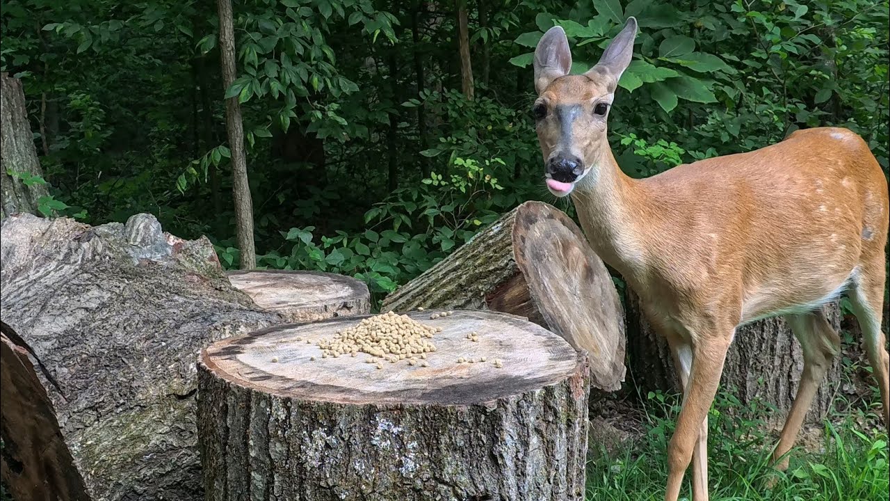 Majestic Deer Dining Off the Top of a Log | Enchanting Woodland ...