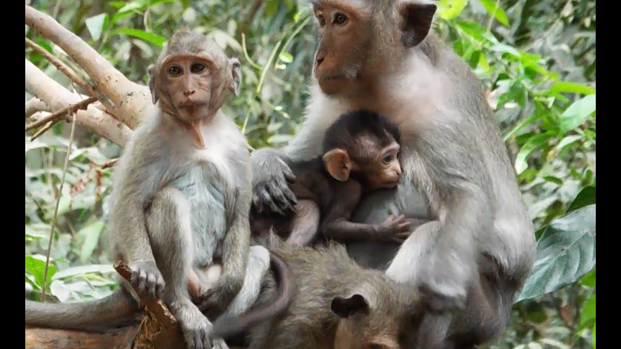 The mummy monkey take care both baby cute - YouTube